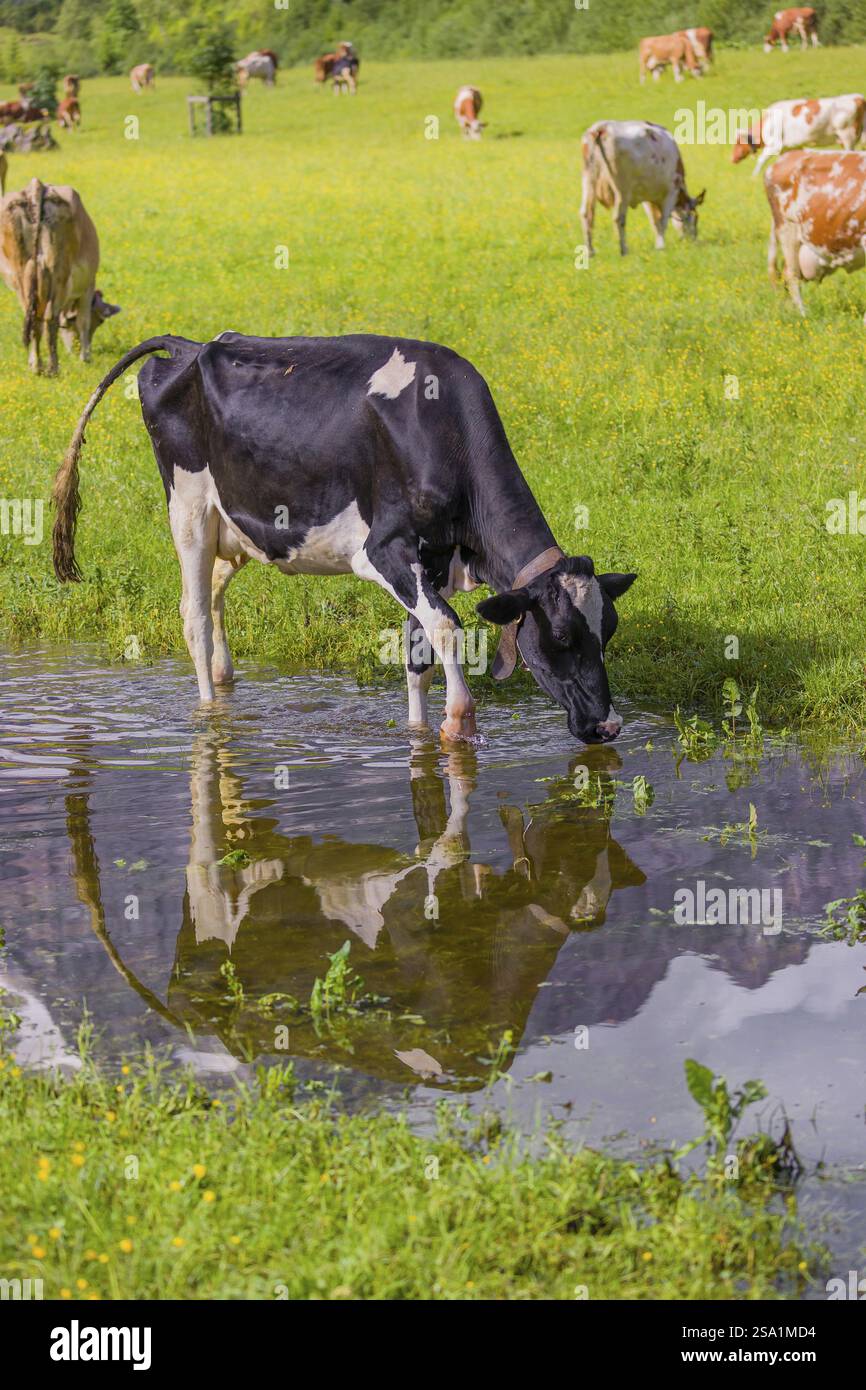 Cows on puddle meadow hi-res stock photography and images - Alamy