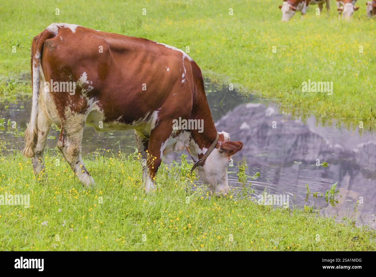 Holstein Friesian cattle stand on a green meadow at a puddle and drink ...