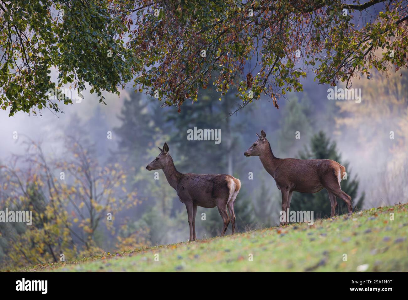 Two red deer hinds (Cervus elaphus) stand in a meadow, A forest with ...