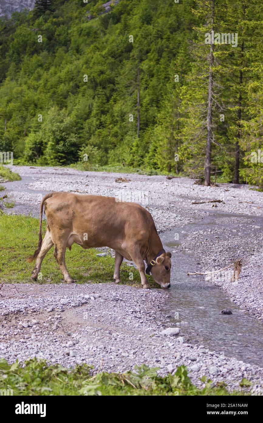 Tyrolean Brown Swiss cattle stand grazing next to a mountain creek. Eng ...