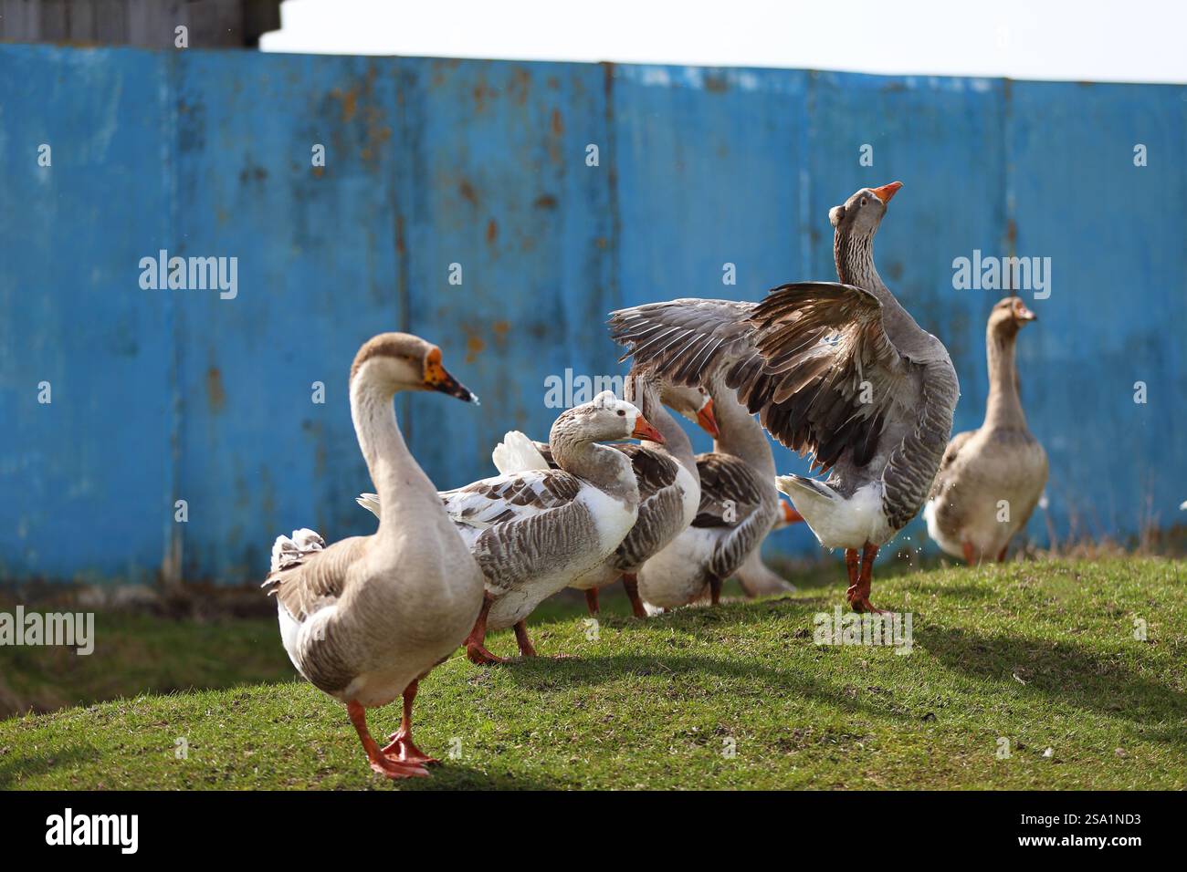 A group of domestic geese is grazing. One of them is flapping its wings ...
