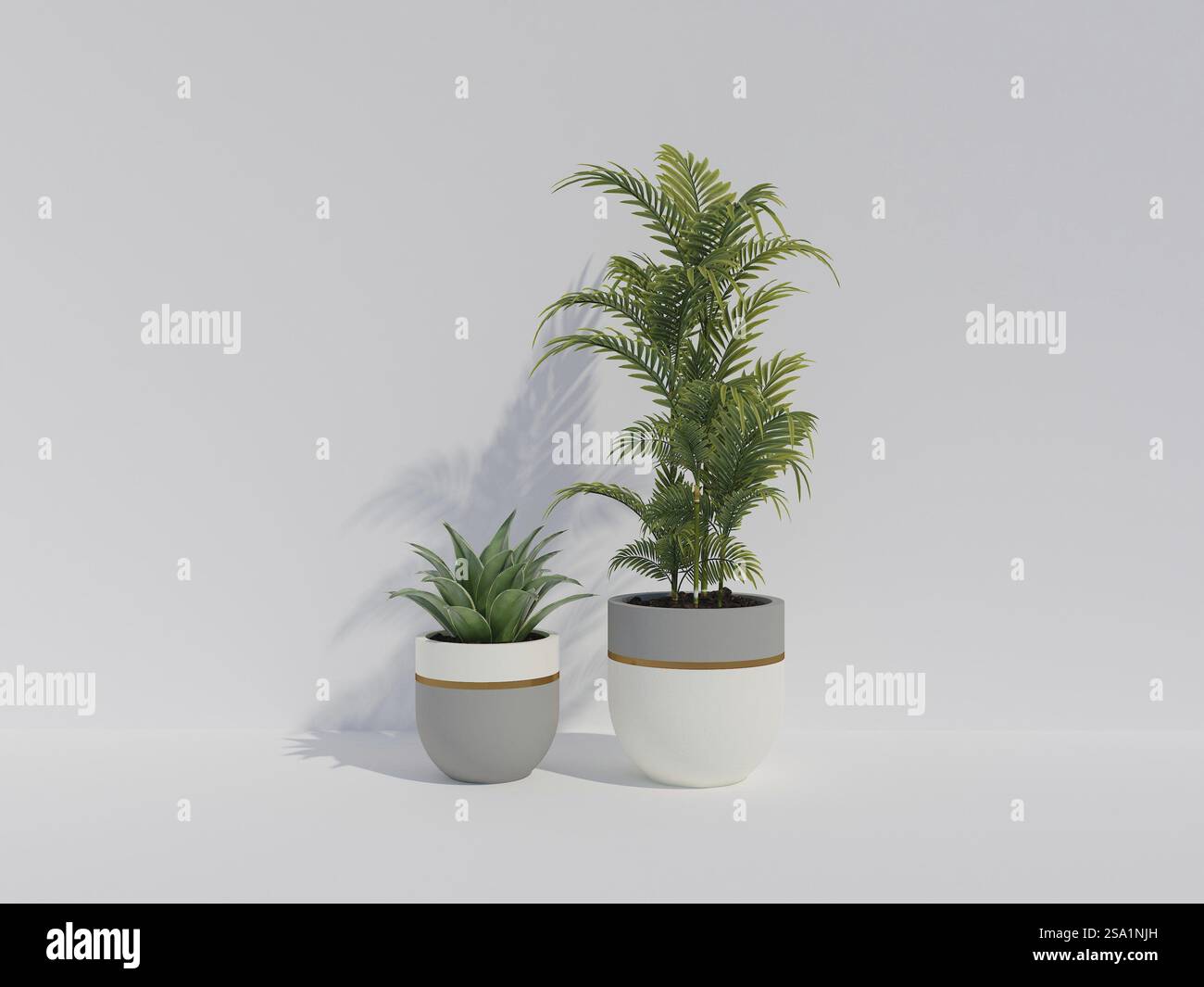 Two potted plants of different sizes placed side by side on a white ...