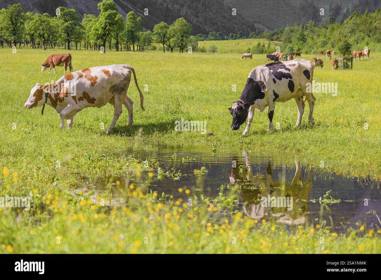 Holstein Friesian cattle stand on a green meadow next to a puddle. A ...