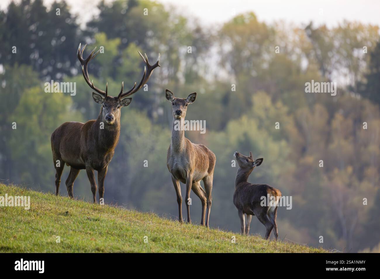 A red deer (Cervus elaphus) family of a stag, a hind and a calf stands ...
