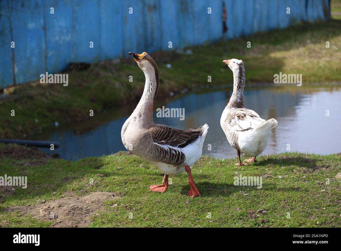 Geese with orange beaks swim in a man-made pond with murky water on a ...