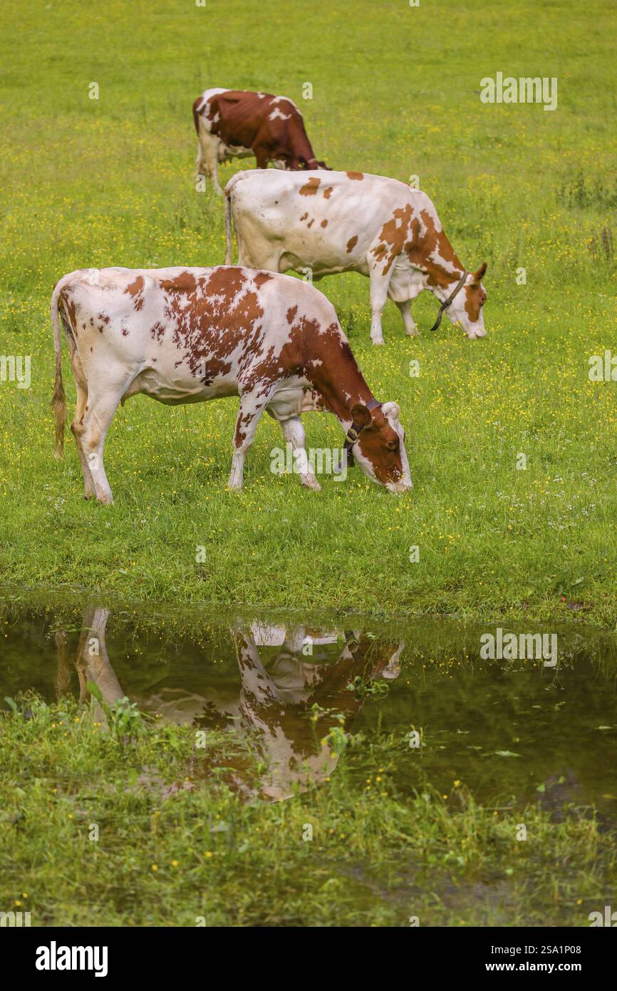 Holstein Friesian cattle stand on a green meadow next to a puddle. A ...