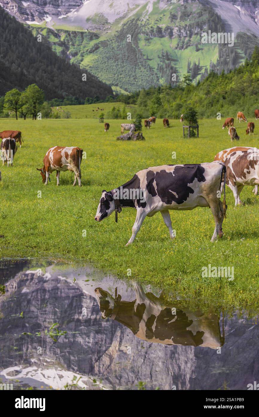 Holstein Friesian cattle stand on a green meadow next to a puddle. A ...