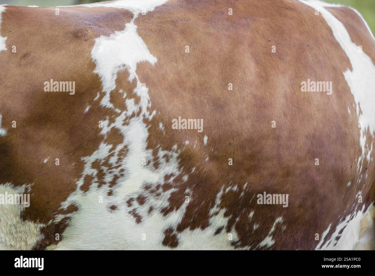 Cow patterns. A Holstein Friesian shows her fur pattern. Eng valley ...