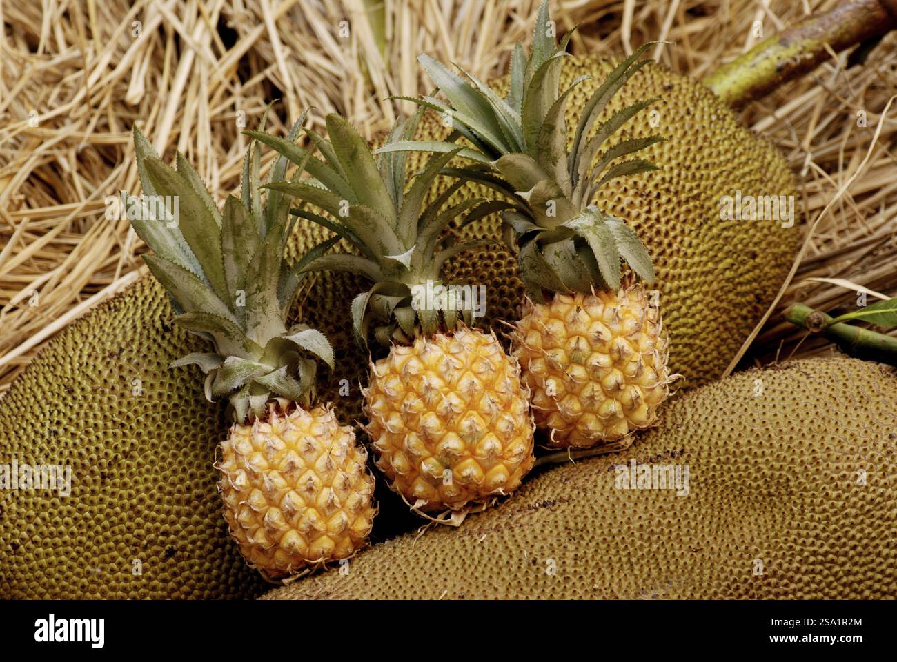 Fruits, Jackfruits and Pineapples kept in straw for ripening from Lanja ...