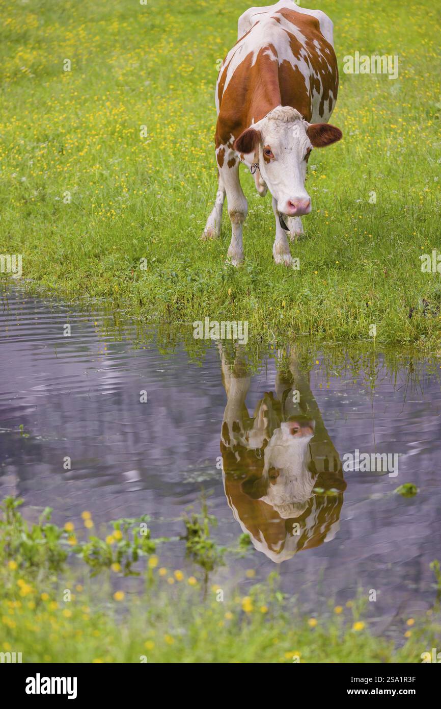 Holstein Friesian cattle stand on a green meadow next to a puddle. A ...