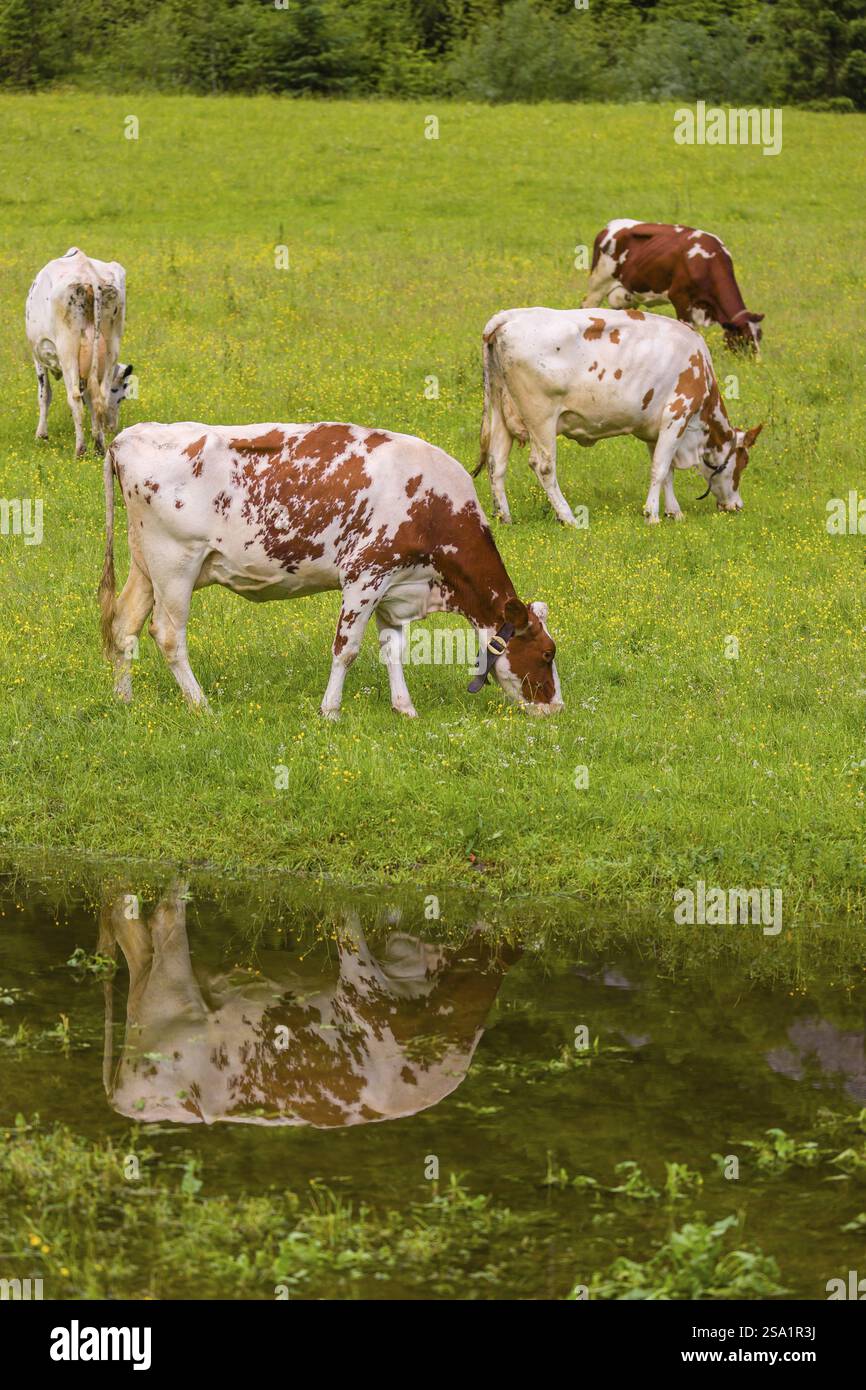Holstein Friesian cattle stand on a green meadow next to a puddle. A ...