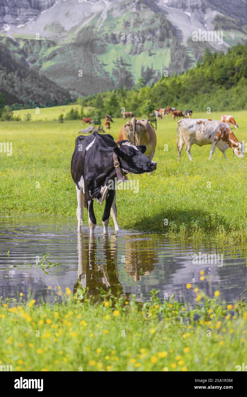 Cow on meadow drinks hi-res stock photography and images - Alamy