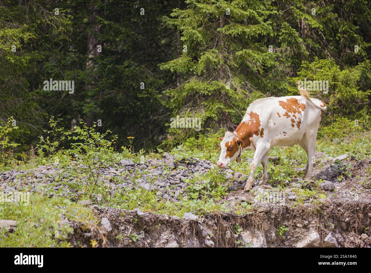 A Holstein-Friesian cattle grazing on a mountain pasture in steep ...