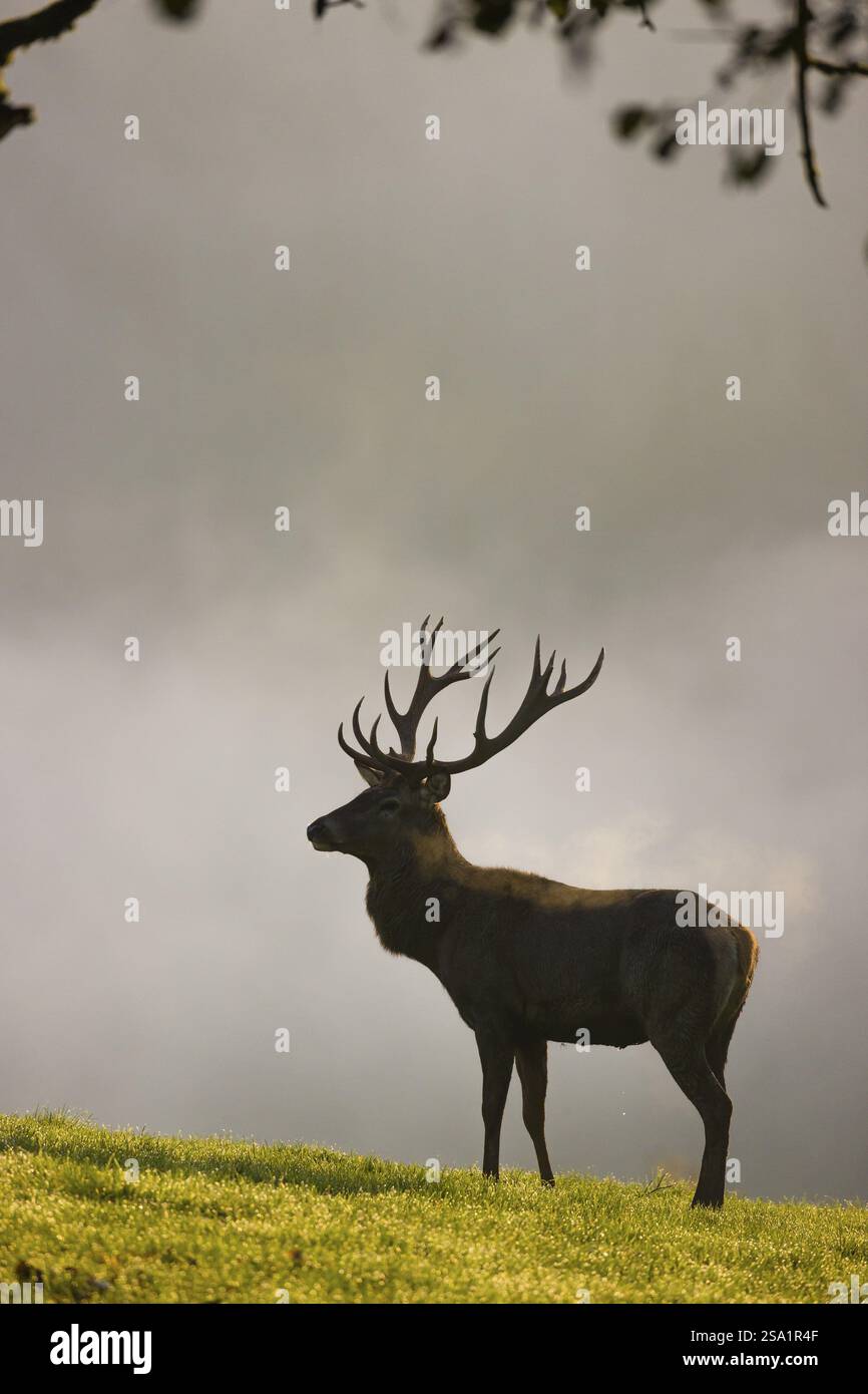Deer on meadow against autumn hi-res stock photography and images - Alamy