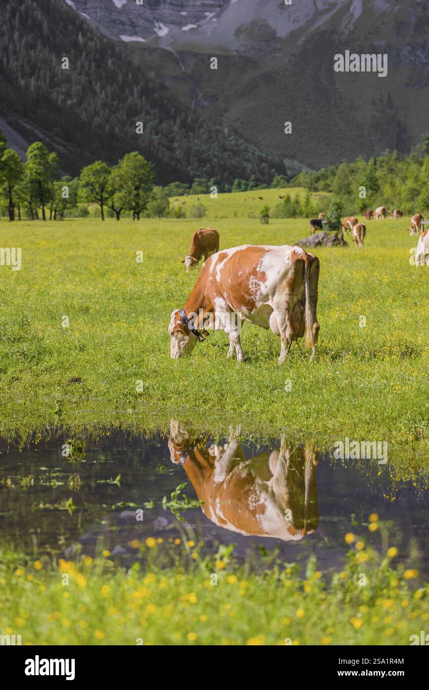 Holstein Friesian cattle stand on a green meadow next to a puddle. A ...