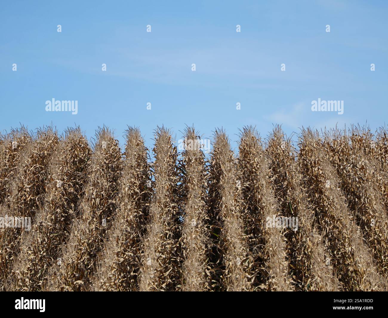 A withered cornfield in autumn, with immature cobs, presents a bleak ...