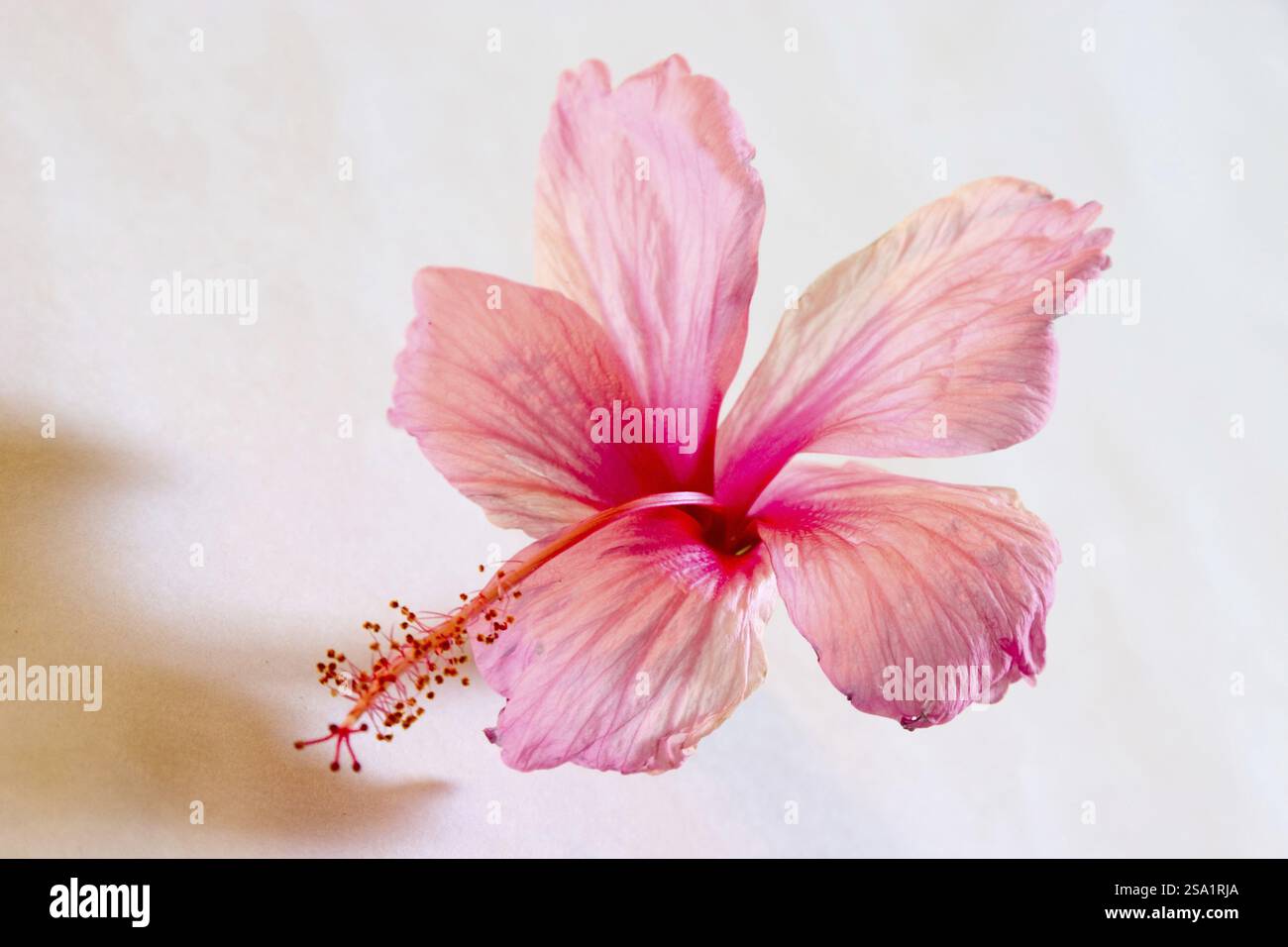 Nature, Shoe flower hibiscus color pink used for Ayurvedic and Herbal ...