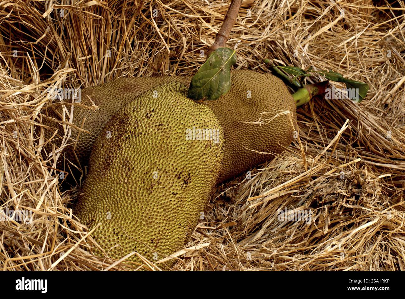Fruits, Jackfruits kept in straw for ripening from Lanja Konkan ...