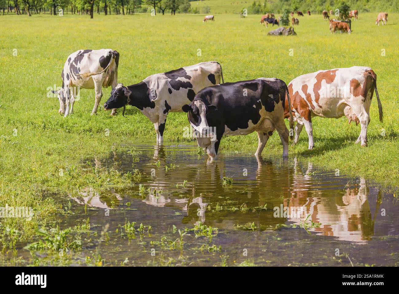 Holstein Friesian cattle stand in a puddle in a green meadow. A ...