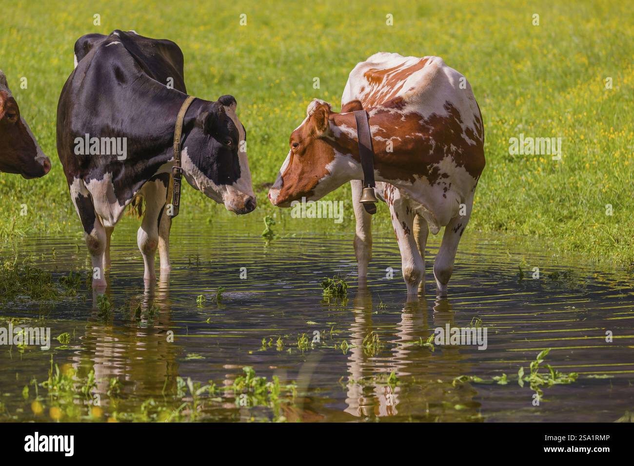 Holstein Friesian cattle stand in a puddle in a green meadow. A ...