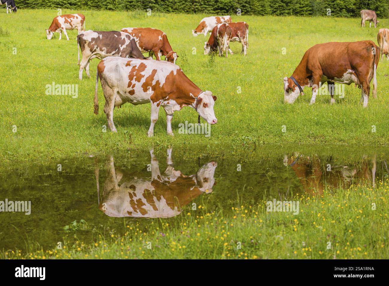 Holstein Friesian cattle stand on a green meadow next to a puddle. A ...