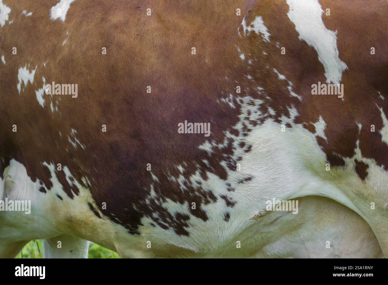Cow patterns. A Holstein Friesian shows her fur pattern. Eng valley ...