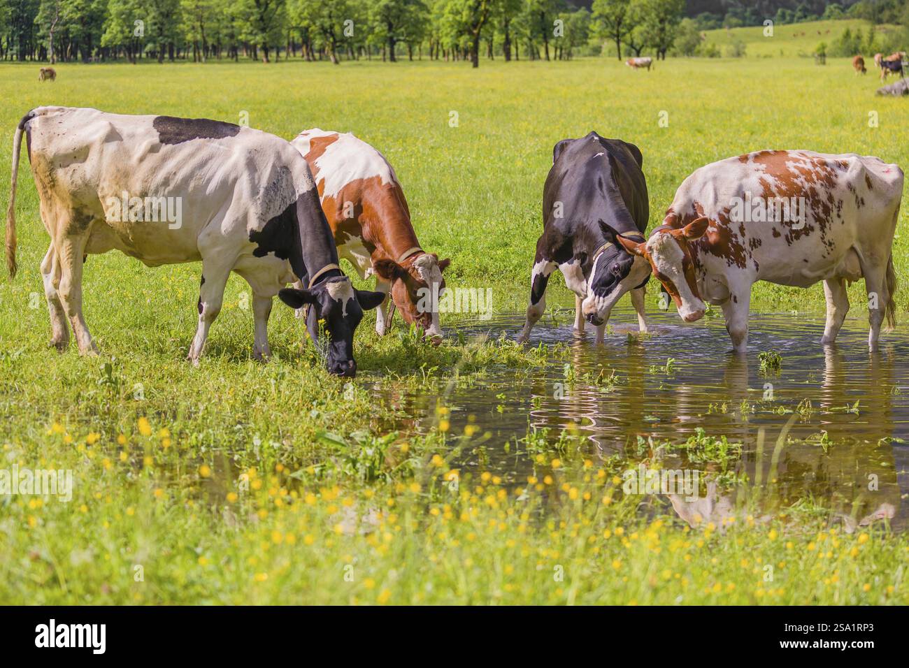 Holstein Friesian cattle stand in a puddle in a green meadow. A ...