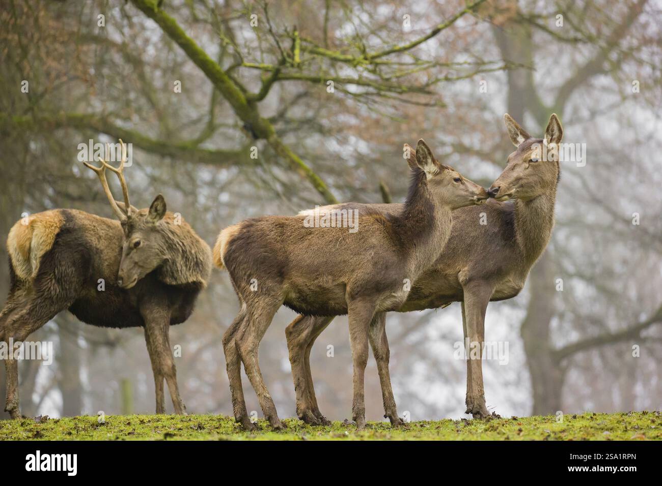 A Red Deer hind with her calf (Cervus elaphus) and a young stag stand ...