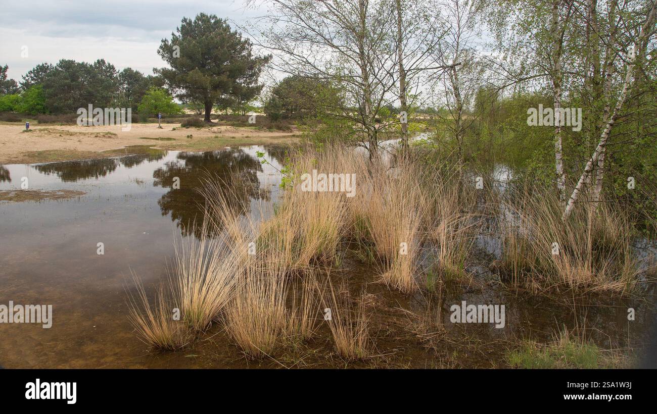 Temporary pools with Purple moor grass (Molinia caerulea) and Silver ...