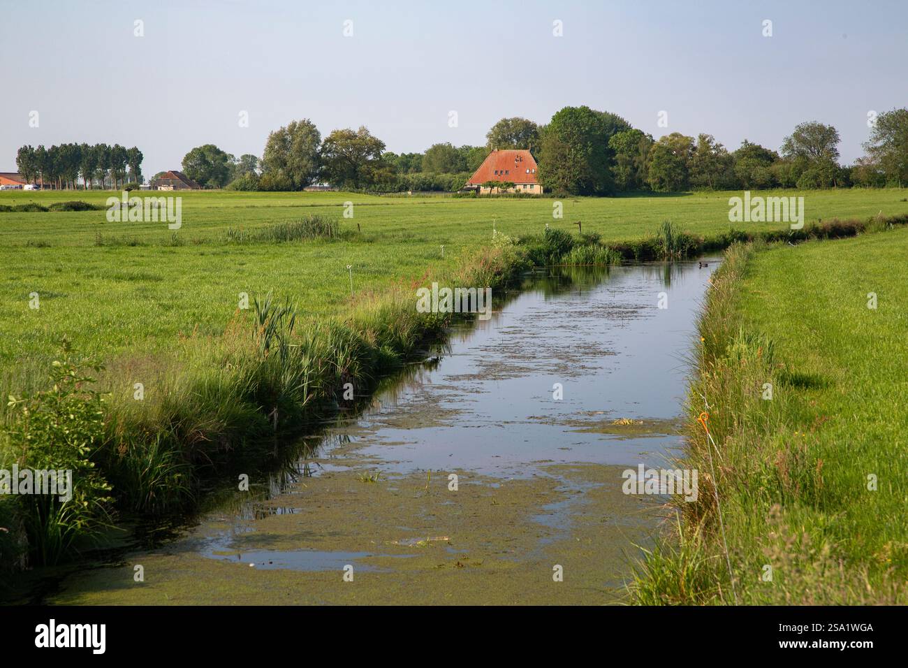 Typical landscape of Dutch province Friesland, with meadows, ditch and ...