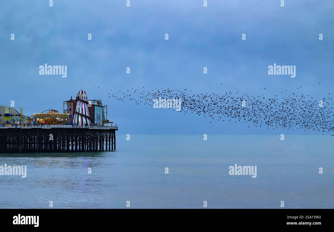 Starling murmuration winter hi-res stock photography and images - Alamy