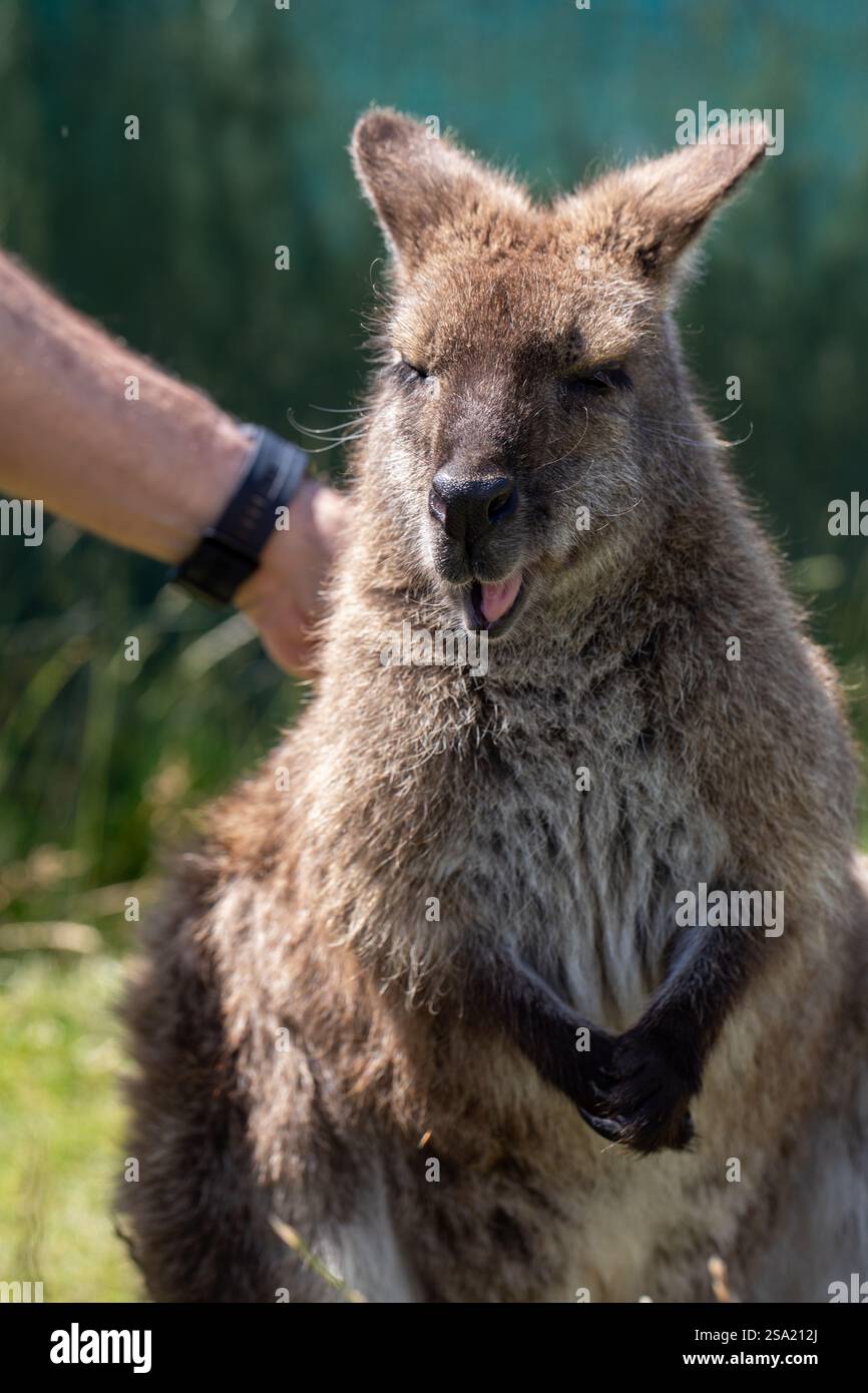 Cute fluffy wallaby in the park. Marsupial mammals. Australia Stock ...