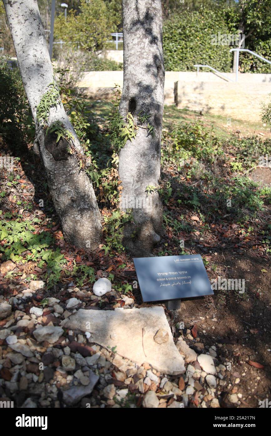 Oskar & Emilie Schindler Tree with a double trunk, the Avenue of the ...