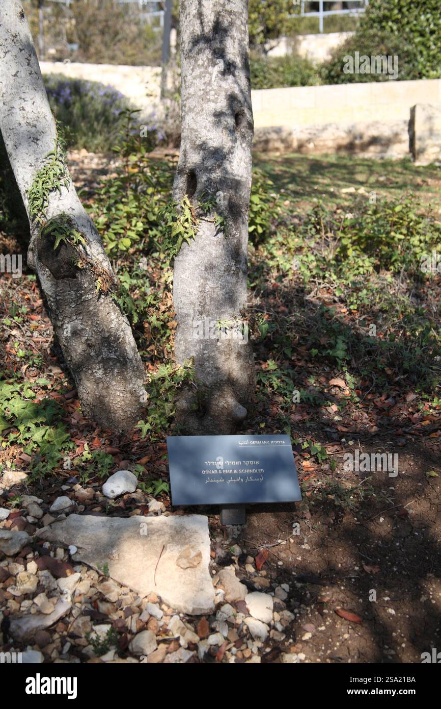 Oskar & Emilie Schindler Tree with a double trunk, the Avenue of the ...