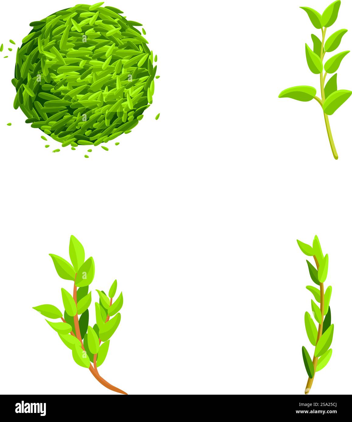 Thyme branch icons set cartoon vector. Fresh thyme branch with green ...