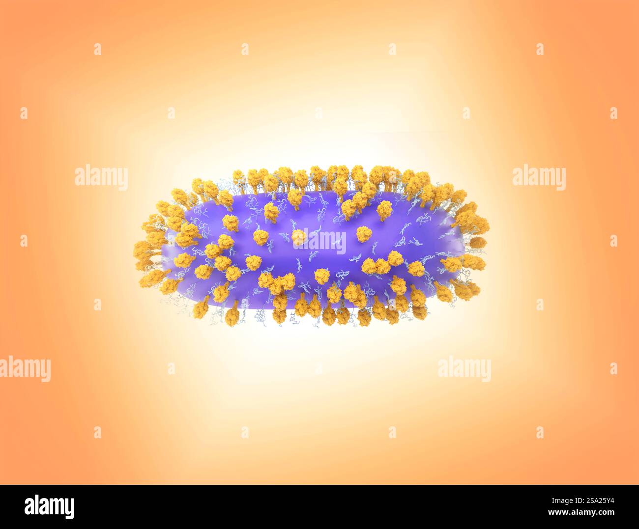3D rendering of respiratory syncytial virus RSV a common contagious ...
