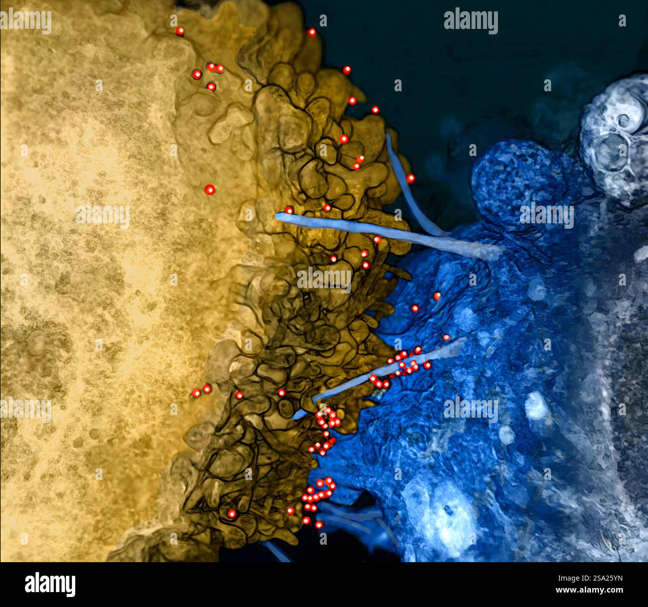 Electron microscopy human brain hi-res stock photography and images - Alamy