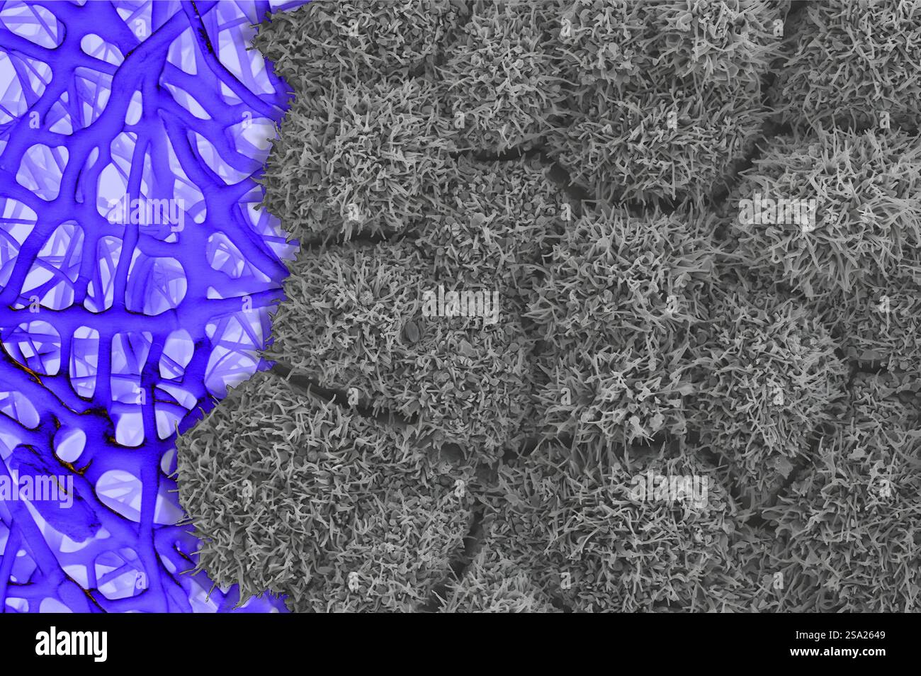 Human eye cells in microscope hi-res stock photography and images - Alamy