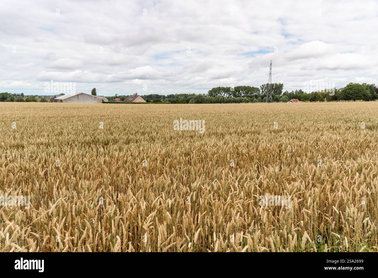Wheat field on cloudy hi-res stock photography and images - Alamy
