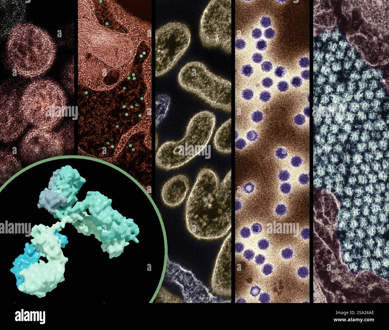 A 3D rendering of an antibody foreground left, and examples of high ...