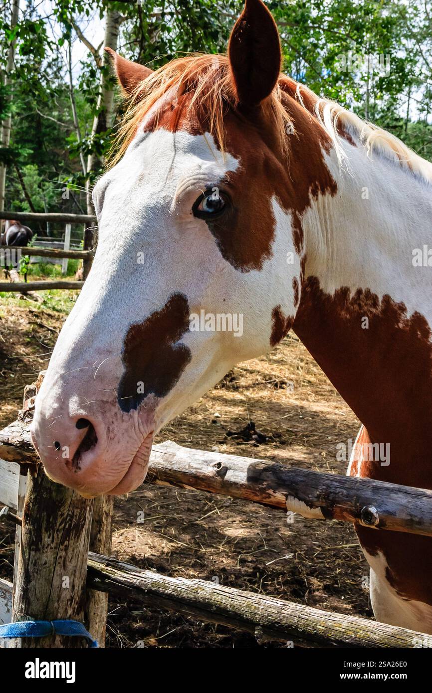 A brown and white horse with a blue rope around its neck. The horse is ...