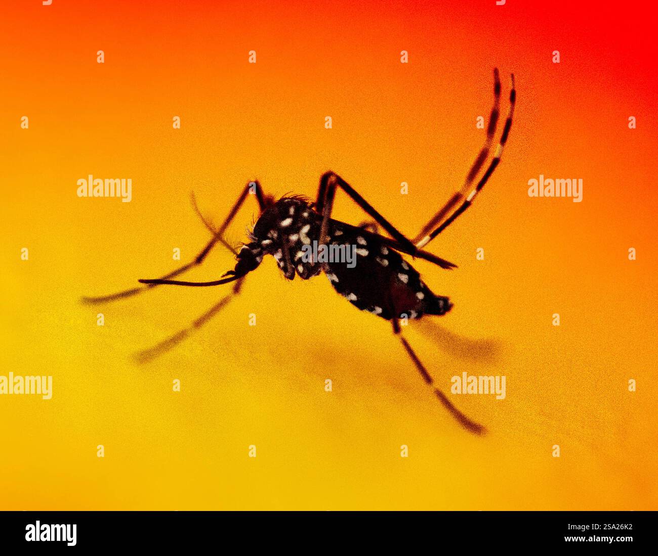 An Aedes mosquito. This species can transmit multiple diseases. Credit ...