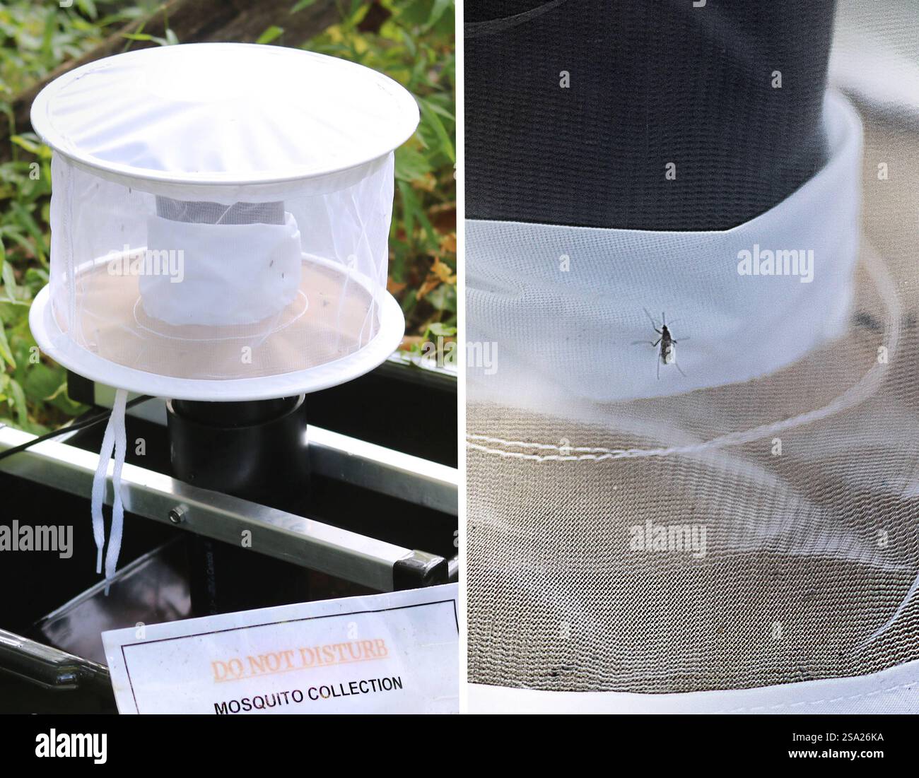 A CDC Gravid trap that has been set up for mosquito surveillance by the ...