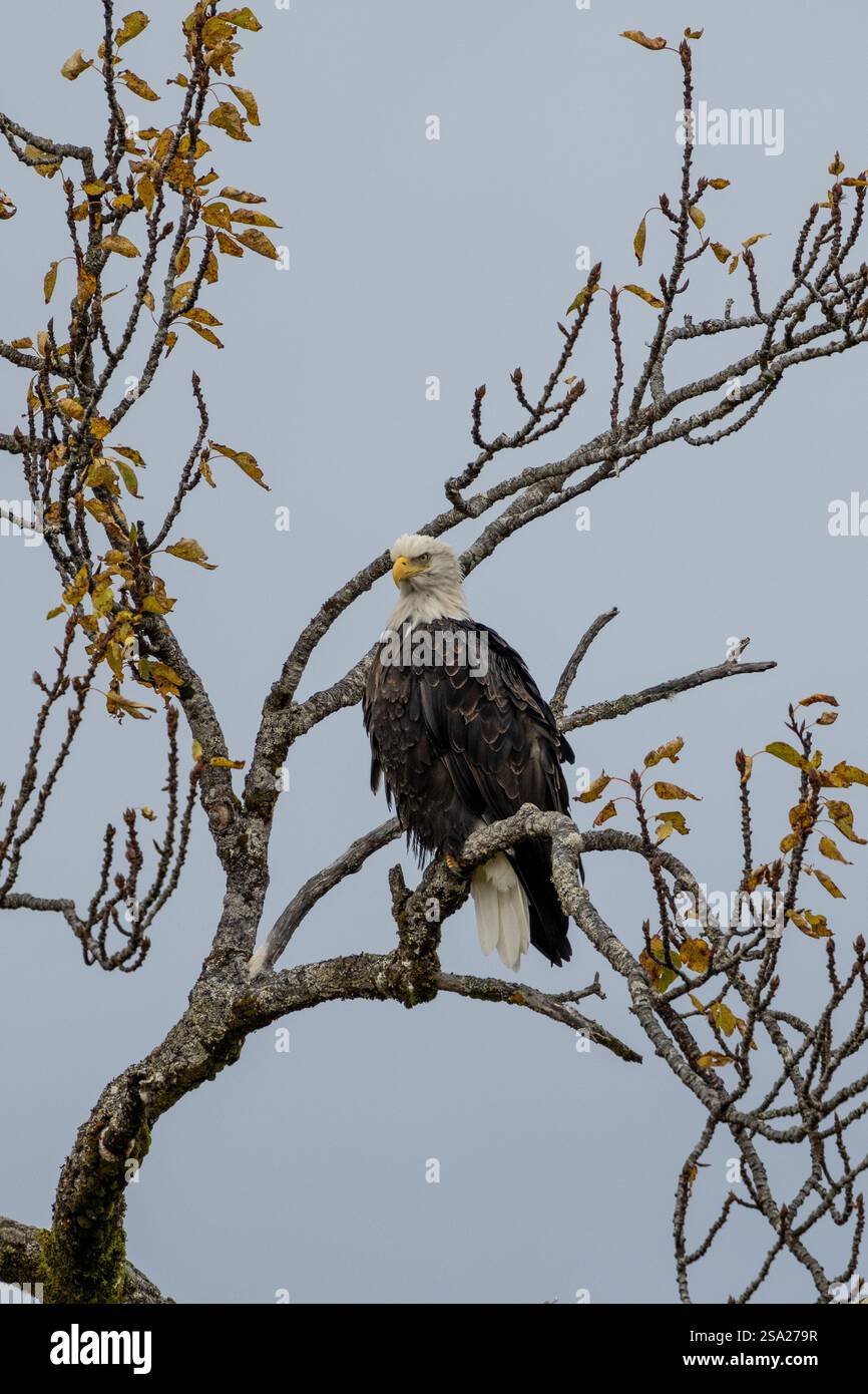 Adult bald eagle in Alaska sitting on an almost leafless tree getting ...