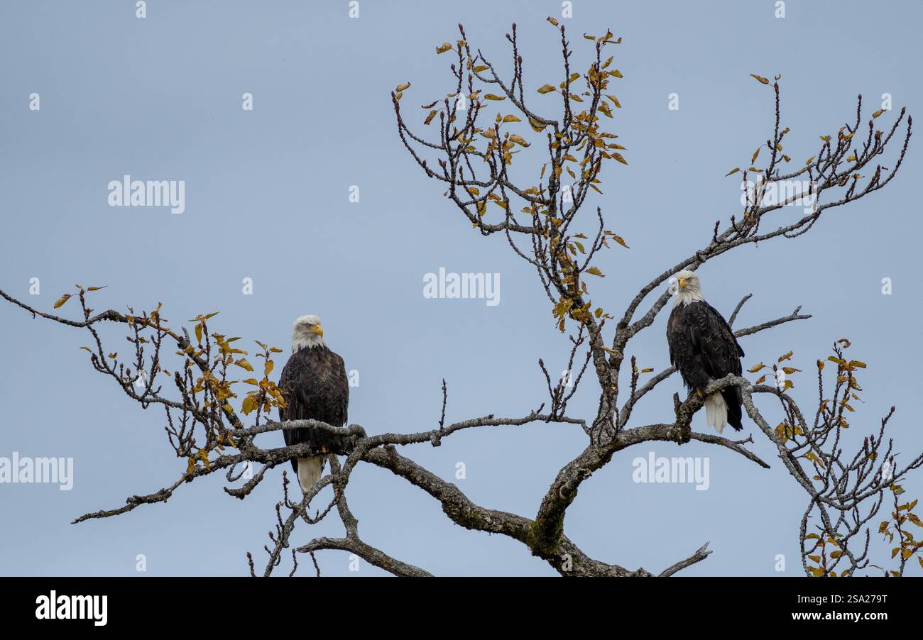 Two adult bald eagles in a tree losing it's leaves in the Fall ready ...
