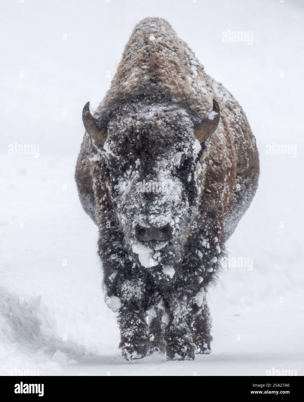 Snow covered Bison walking down the road in a snow storm in Yellowstone ...