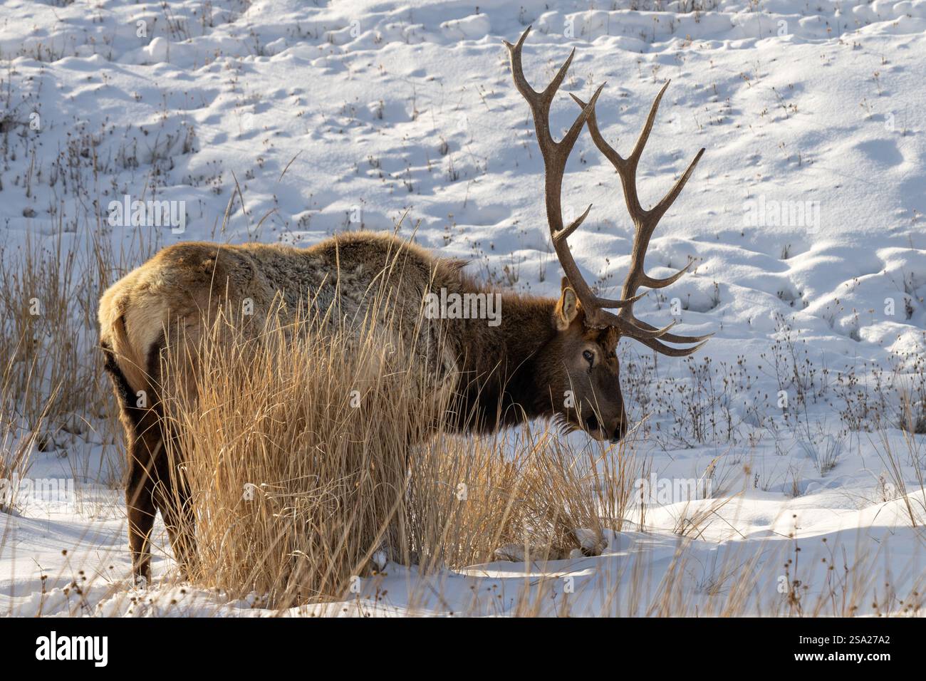 Bull elk with a large rack of antlers looking up from the snow in ...