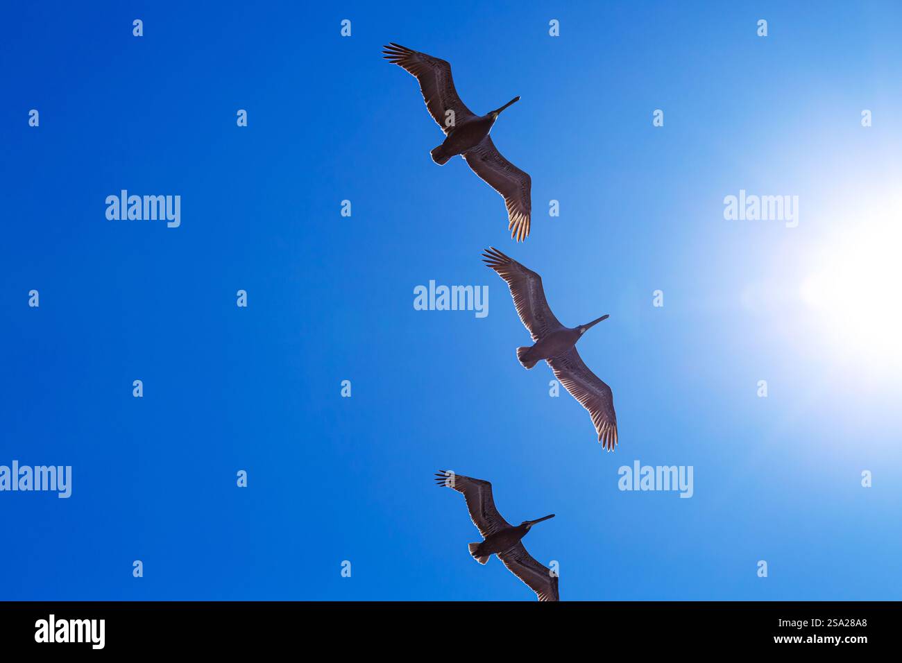 Flying birds create hi-res stock photography and images - Alamy