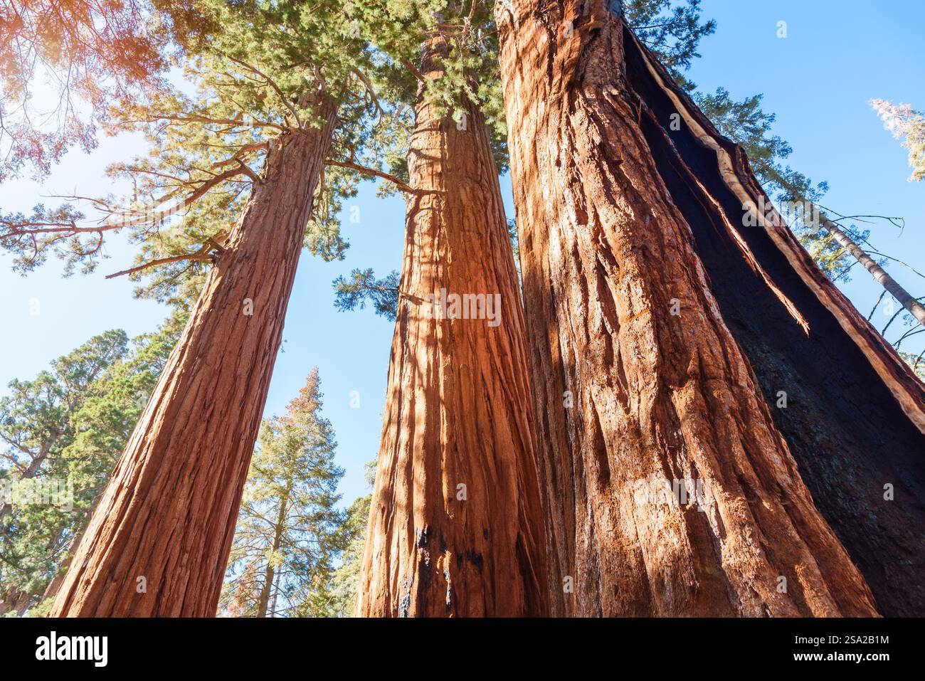 Sequoia national park mountain hi-res stock photography and images - Alamy