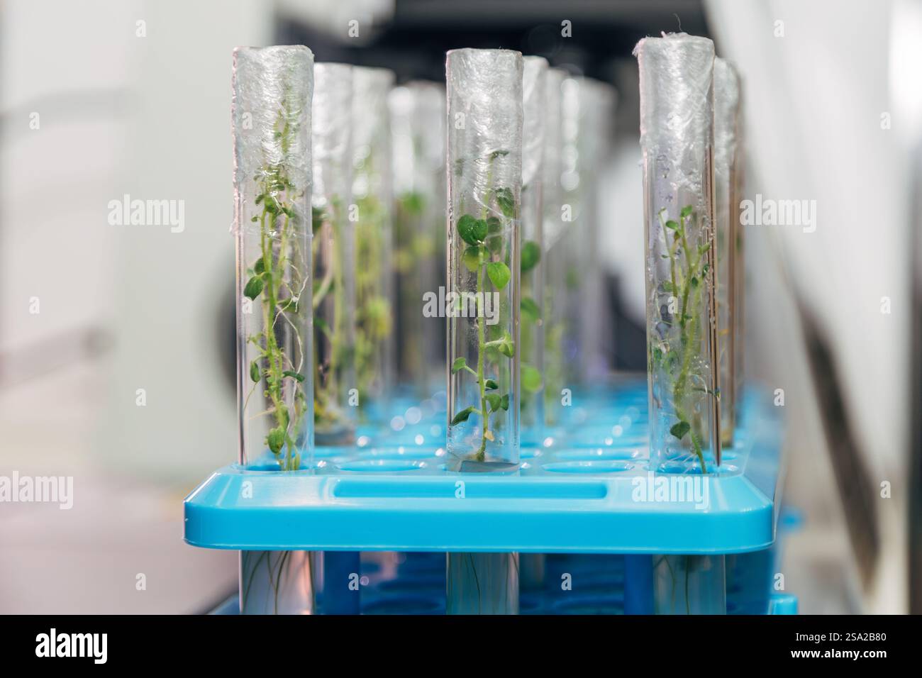 in vitro collection of transgenic potato plant and original varieties ...